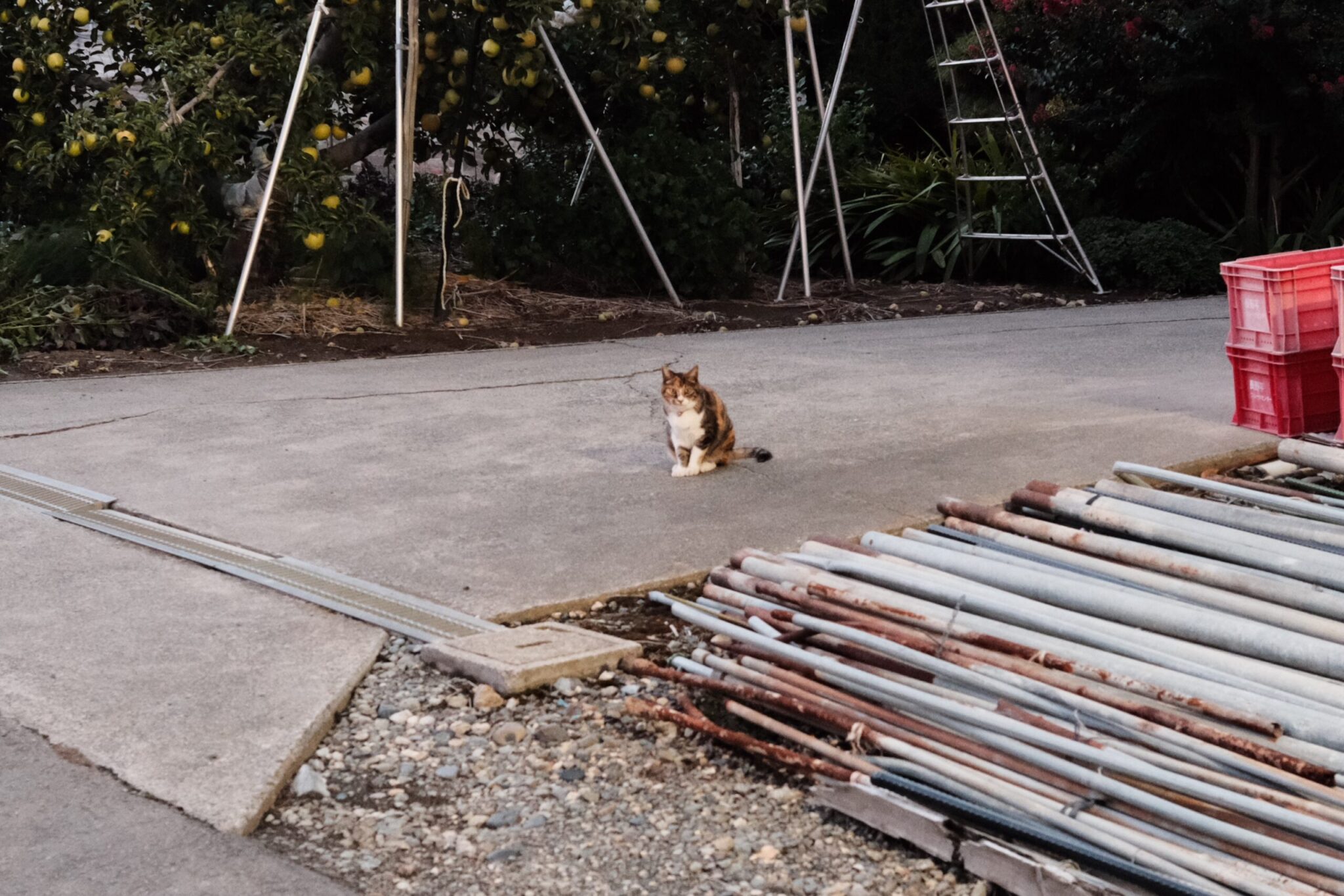 【完全レビュー】富士フイルムX-E5カメラの実力を徹底検証！4020万画素の魅力とX-E4との違いを詳しく解説 | みにーもブログ